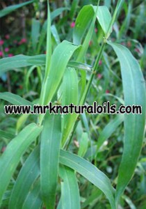 Jamarosa Root Essential Oil - Buy 100% Pure & Natural Essential Oils ...