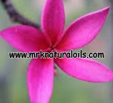 Red Champaca Floral Absolute Oil - Buy 100% Pure & Floral Absolute Oils ...